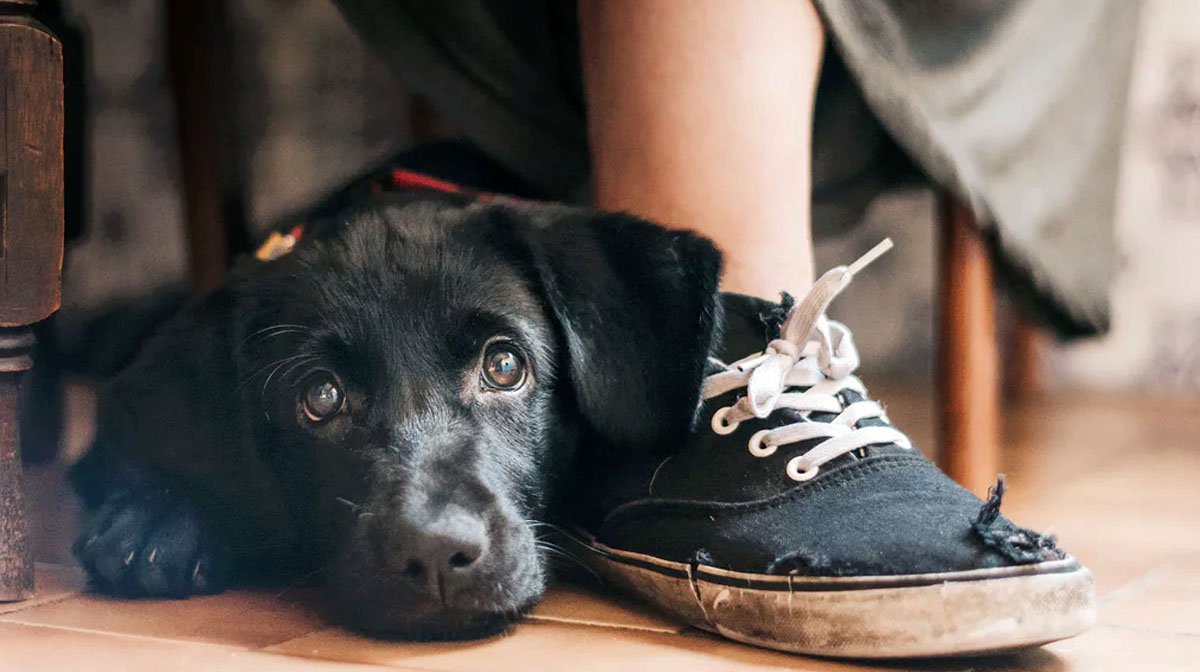 Best Professional Dog Photography