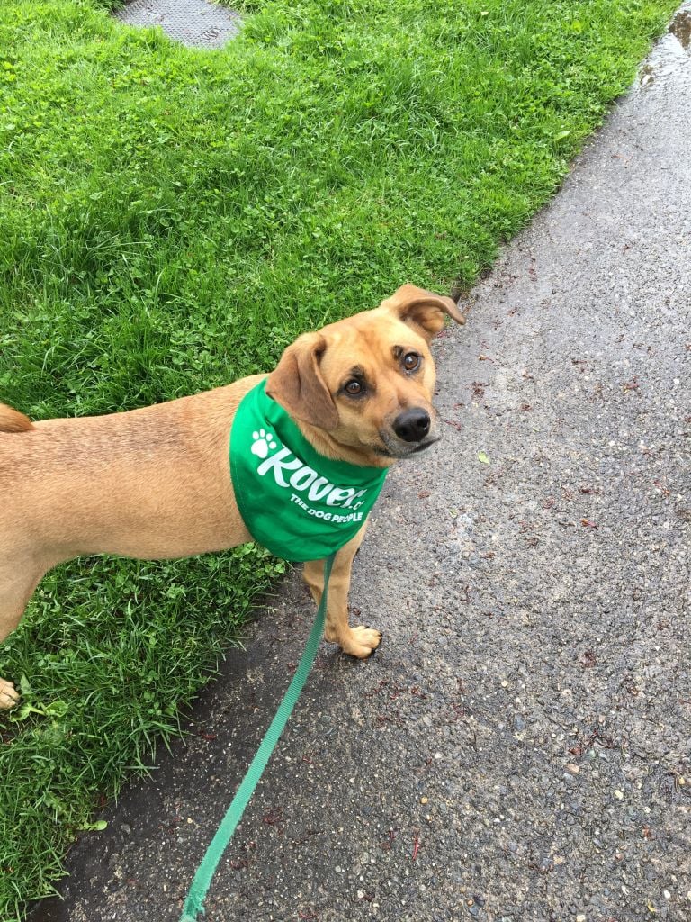 How to Be a 5-Star Dog Walker | The Dog People by Rover.com