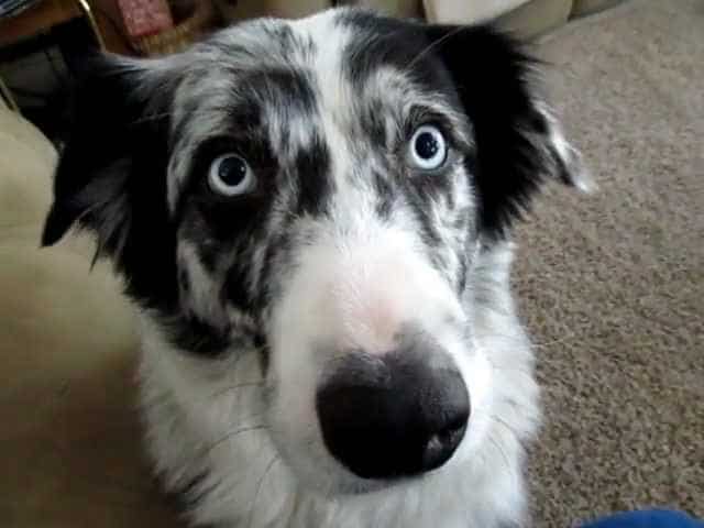 7 Things Only Australian Shepherd Owners Understand | The Rover Blog