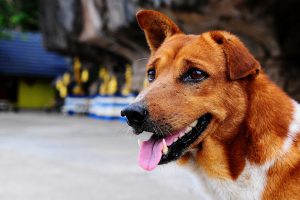 How Do Dogs Learn Their Names? | The Dog People by Rover.com