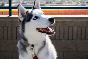 How Do Dogs Learn Their Names? | The Dog People by Rover.com