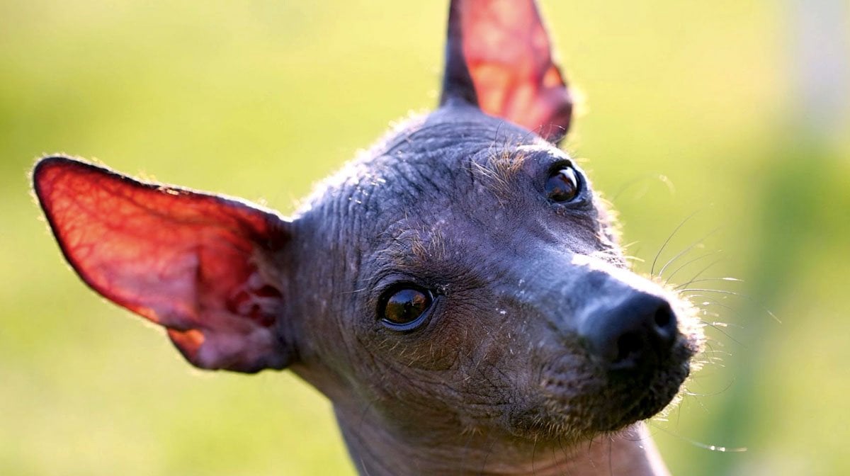 Mexican Dog Names The Best Mexican Dog Names