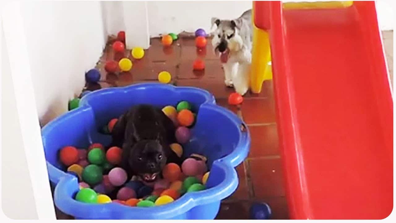 How Your Dog Can Have Endless Fun with a Single Plastic Pool | The ...
