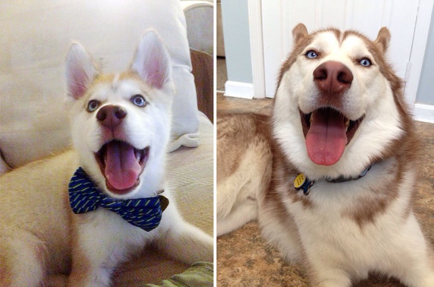When Is A Dog Considered An Adult Growth Age Maturity