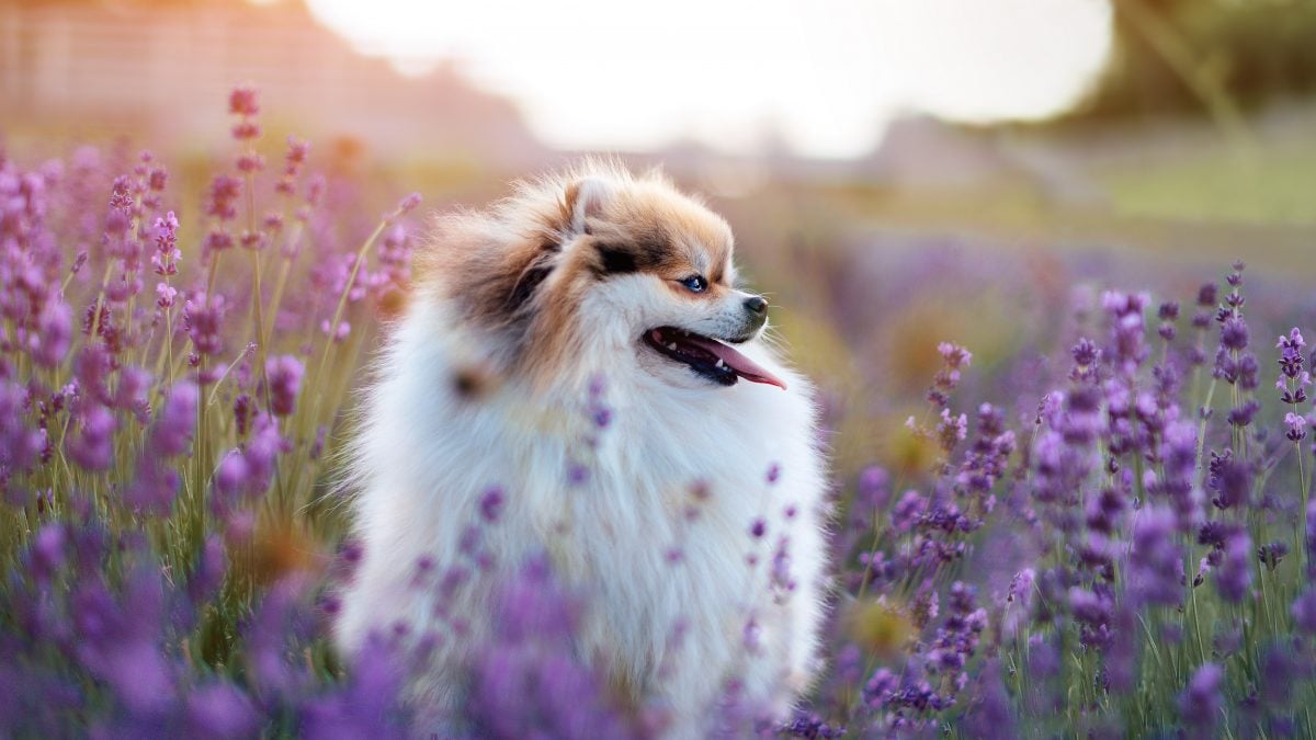 300+ Best Nature-Inspired Dog Names for Outdoor Lovers