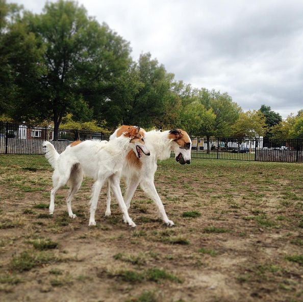 Top 6 Parks in Rhode Island | The Dog People by Rover.com