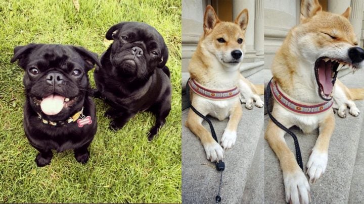 5 Keys to Understanding a Dog's Emotions | The Dog People by Rover.com