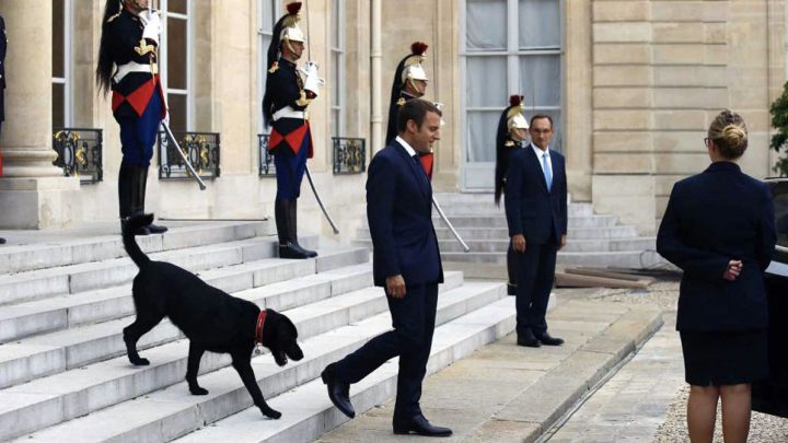 French President Macron Adopts Mixed Breed Rescue Named Nemo | The Dog ...