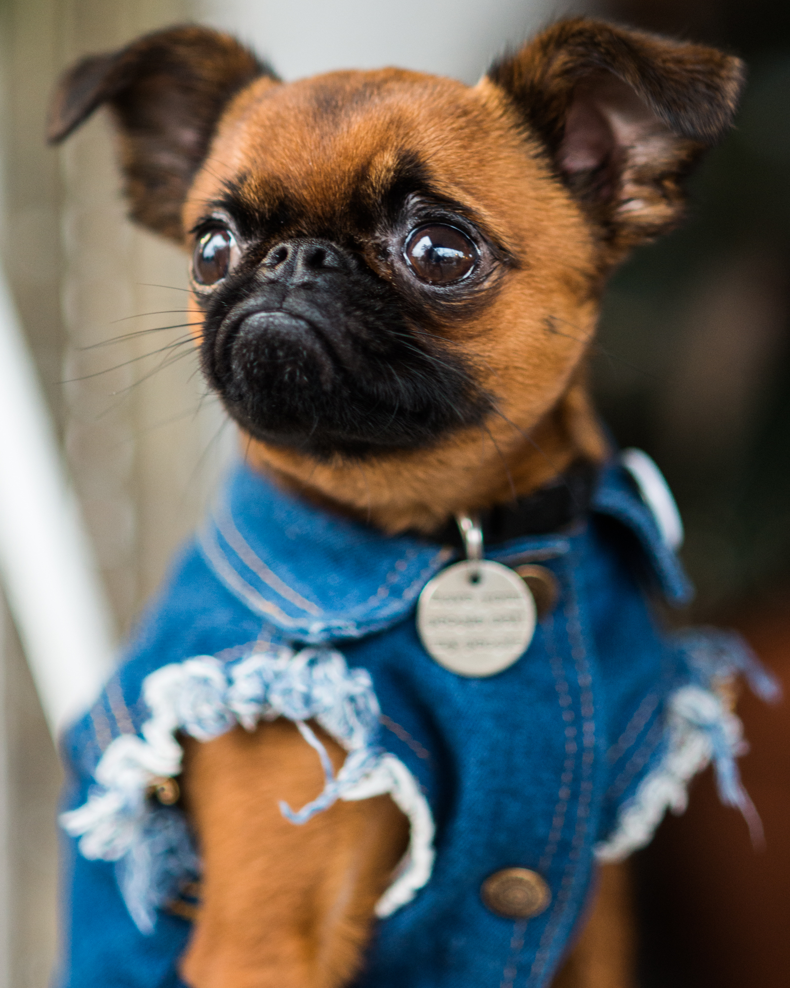 NYC's Favorite Brussels Griffon Is Famous for His Impeccable, Pint ...