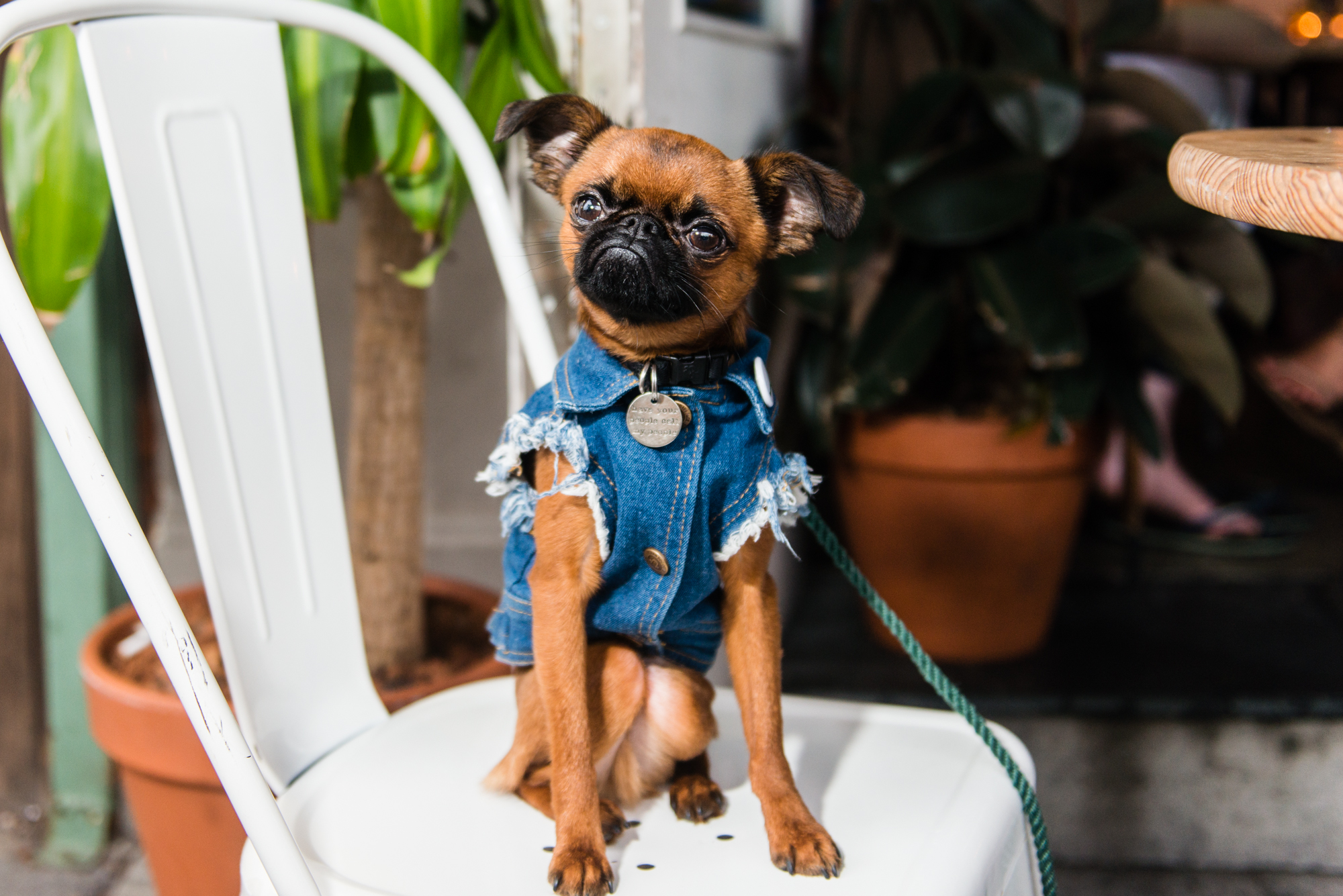 NYC's Favorite Brussels Griffon Is Famous for His Impeccable, Pint ...