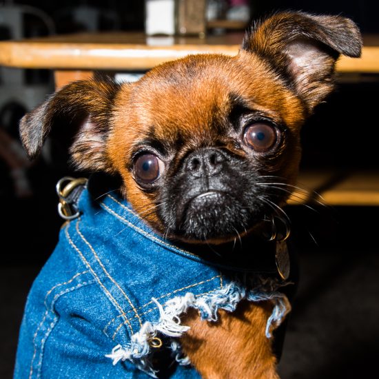 NYC's Favorite Brussels Griffon Is Famous for His Impeccable, Pint ...
