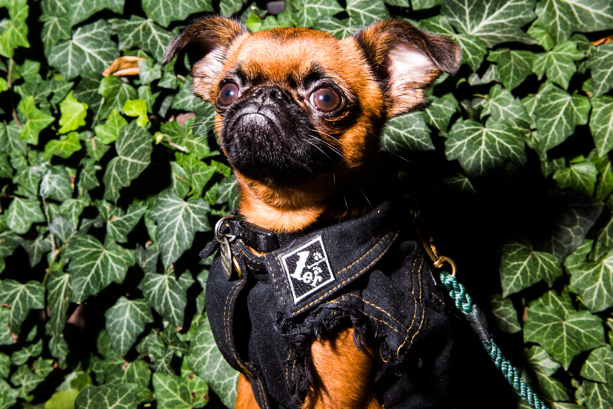 NYC's Favorite Brussels Griffon Is Famous for His Impeccable, Pint ...