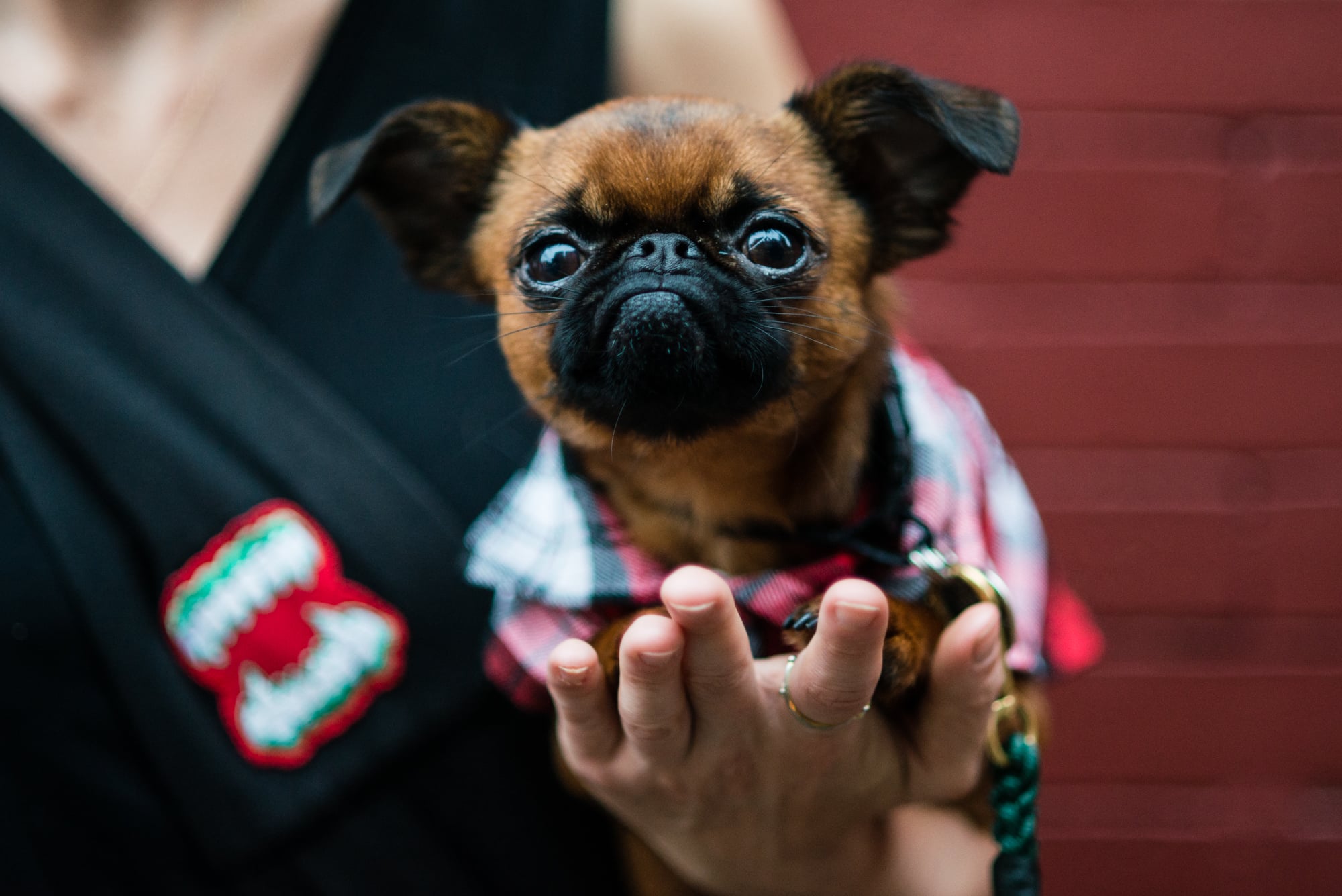 NYC's Favorite Brussels Griffon Is Famous for His Impeccable, Pint ...