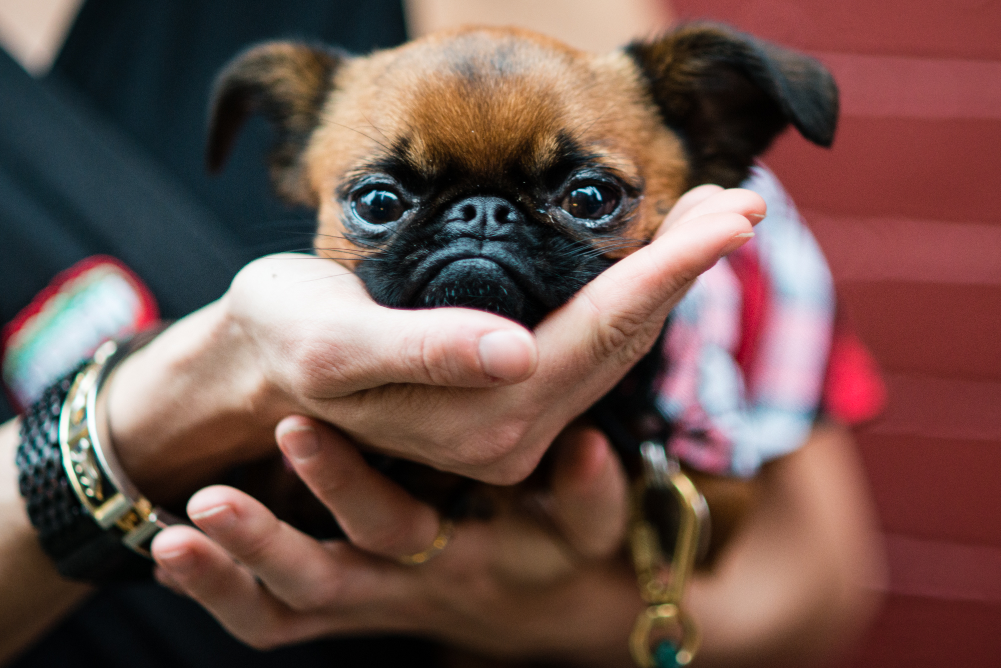 NYC's Favorite Brussels Griffon Is Famous for His Impeccable, Pint ...