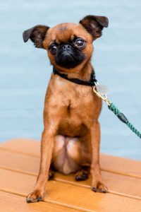 NYC's Favorite Brussels Griffon Is Famous for His Impeccable, Pint ...