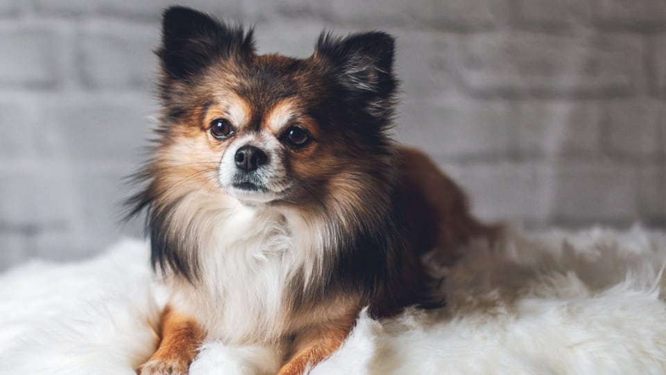 Bli kjent med: Chihuahua | The Dog People by Rover.com
