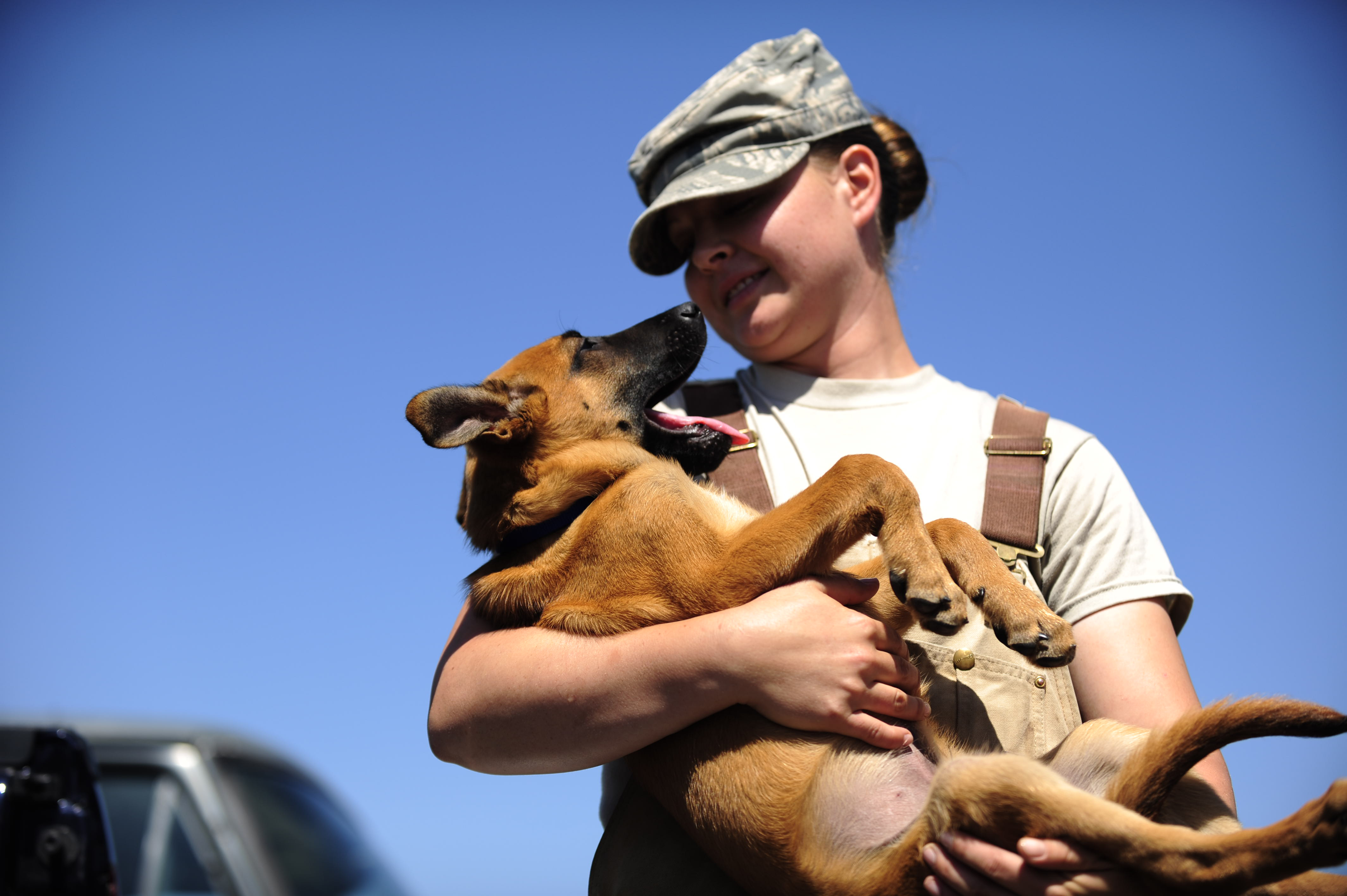 9 Surefire Signs You ve Got A Total Mama s Dog On Your Hands The Dog