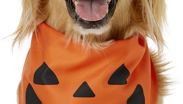 Scary Dog Costumes | The 12 Scariest Options for Your Spooky Pooch