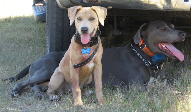 The Blue Lacy is the Texas State Dog You Need to Meet