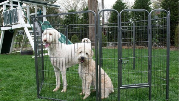 Want To Create A Dog Room For Your Pup? | Rover's Top Dog Room Tips