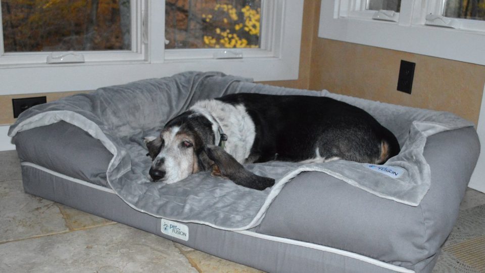 We Tested This Deluxe Memory Foam Pet Bed and Our Dogs Got Very ...