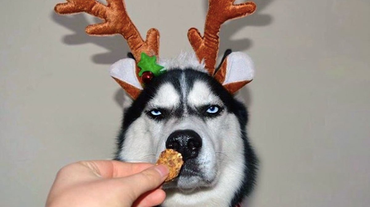 "Bah Humbug" Husky Just Isn't Into Christmas and it's Cute as Heck ...