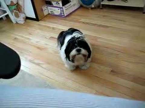 5 Facts That Shih Tzu Lovers Truly Appreciate | The Rover Blog