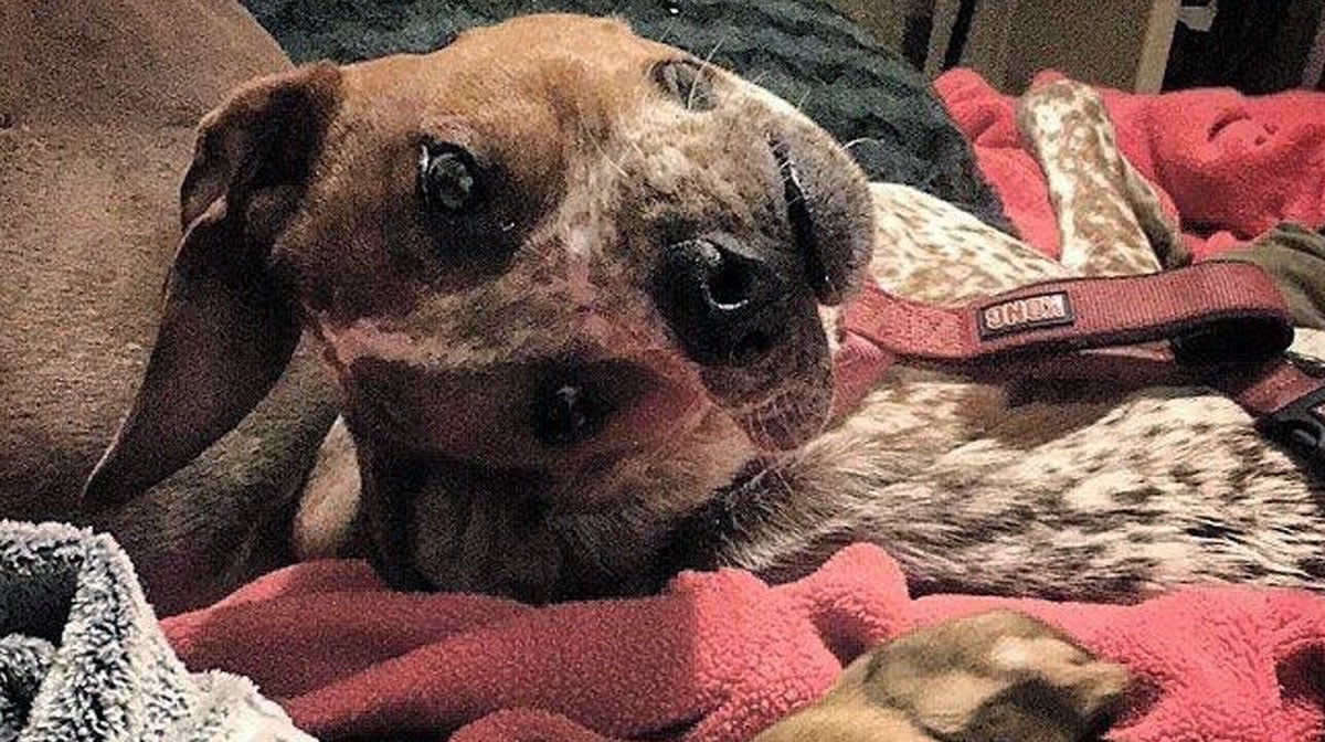 This Optical Illusion Dog Is Confusing the Entire Internet | The Dog ...