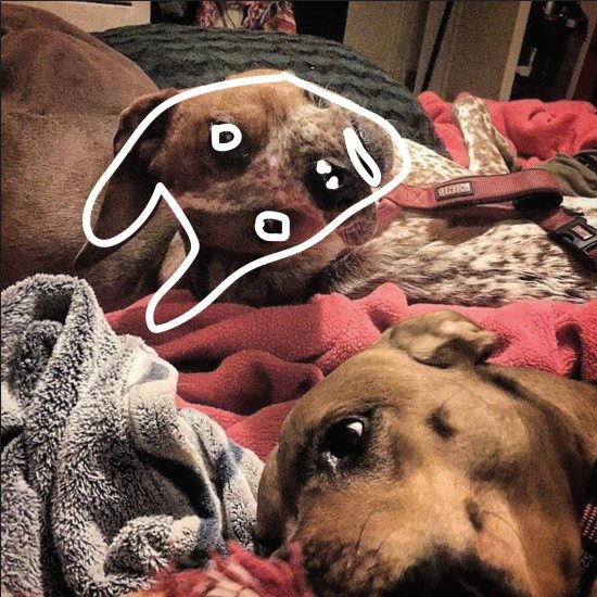 This Optical Illusion Dog Is Confusing the Entire Internet | The Rover Blog