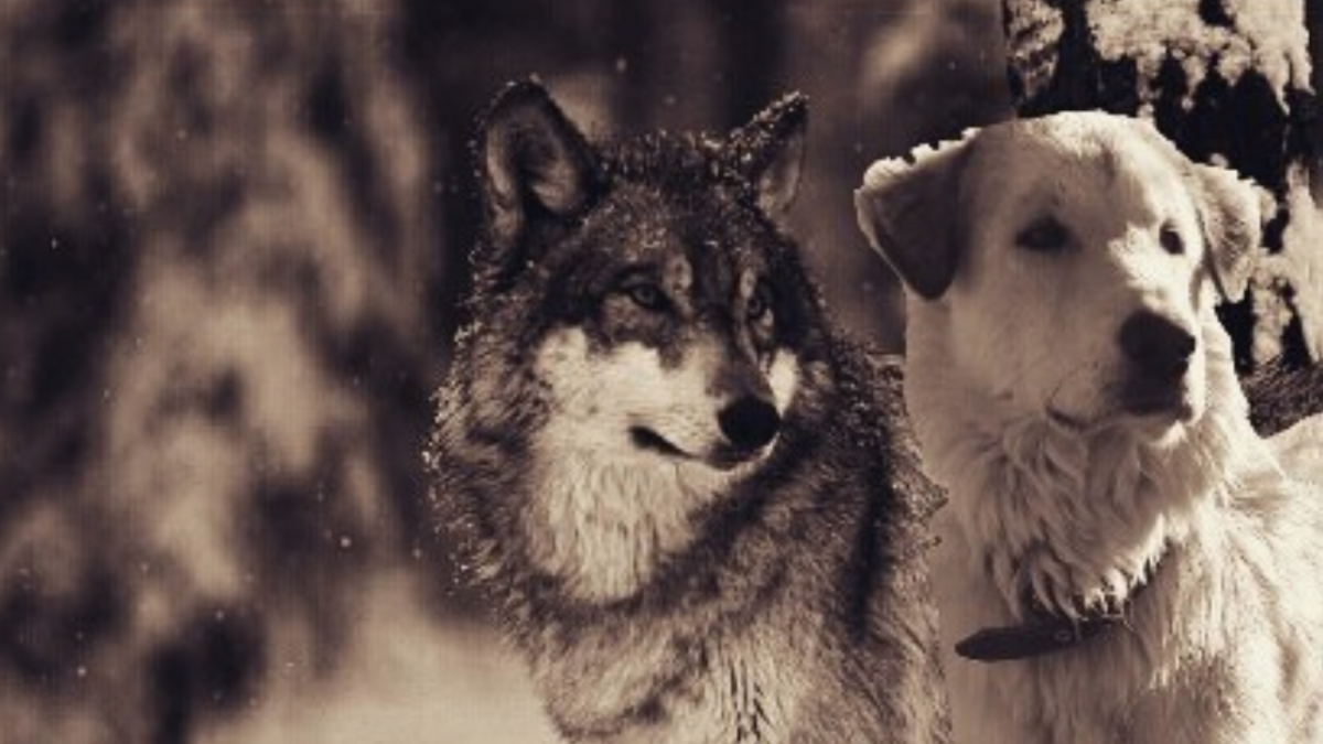Wolf vs. Dog: What's the Difference? | The Rover Blog