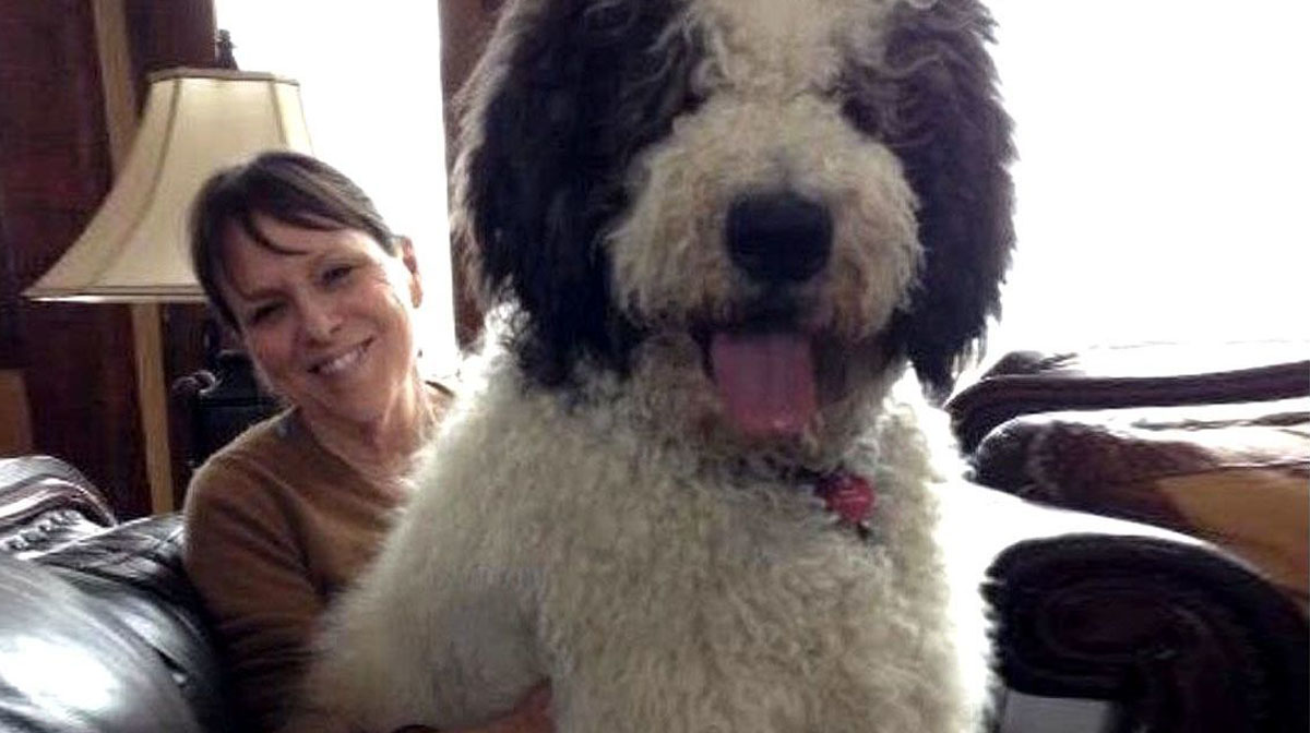 Can You Guess the Breed Mix for These Adorable Mutts? | The Dog People ...