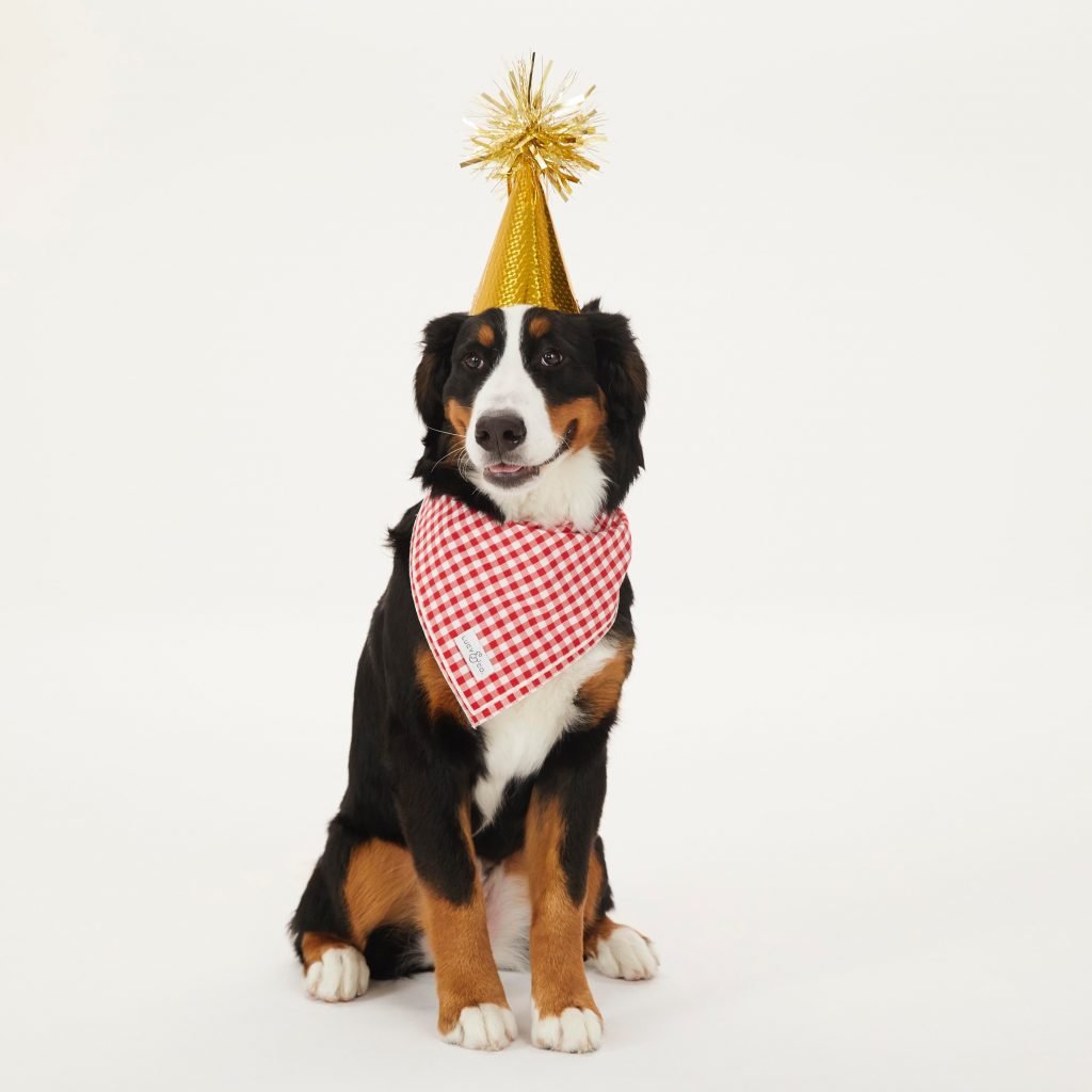 Meet the Rover Office Dogs Featured in Nordstrom's Year of the Dog ...