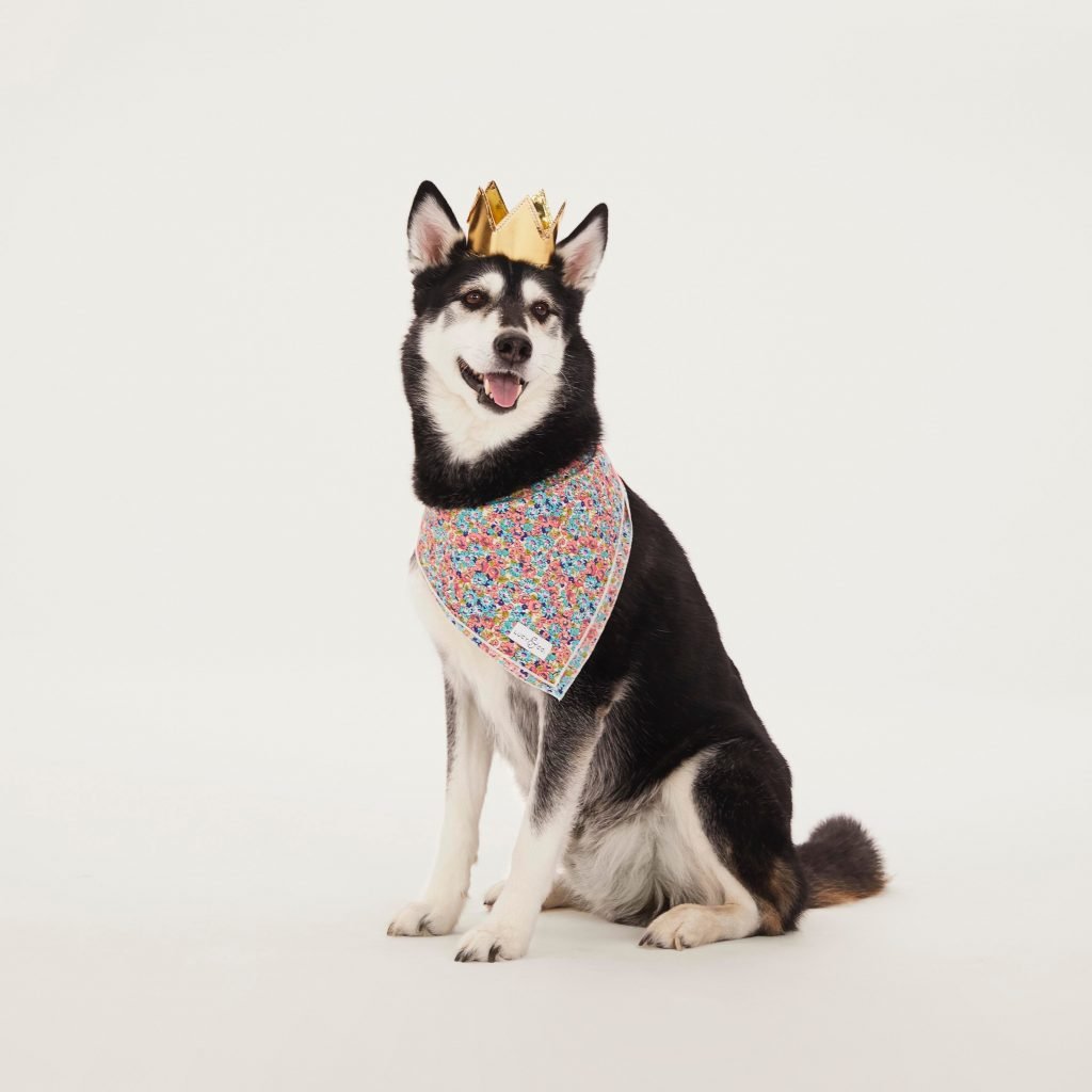 Meet the Rover Office Dogs Featured in Nordstrom's Year of the Dog ...