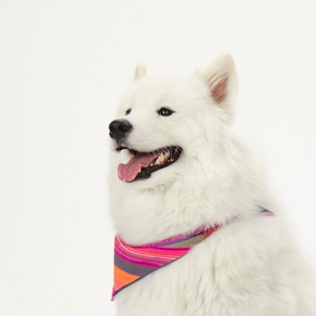 Meet the Rover Office Dogs Featured in Nordstrom's Year of the Dog ...