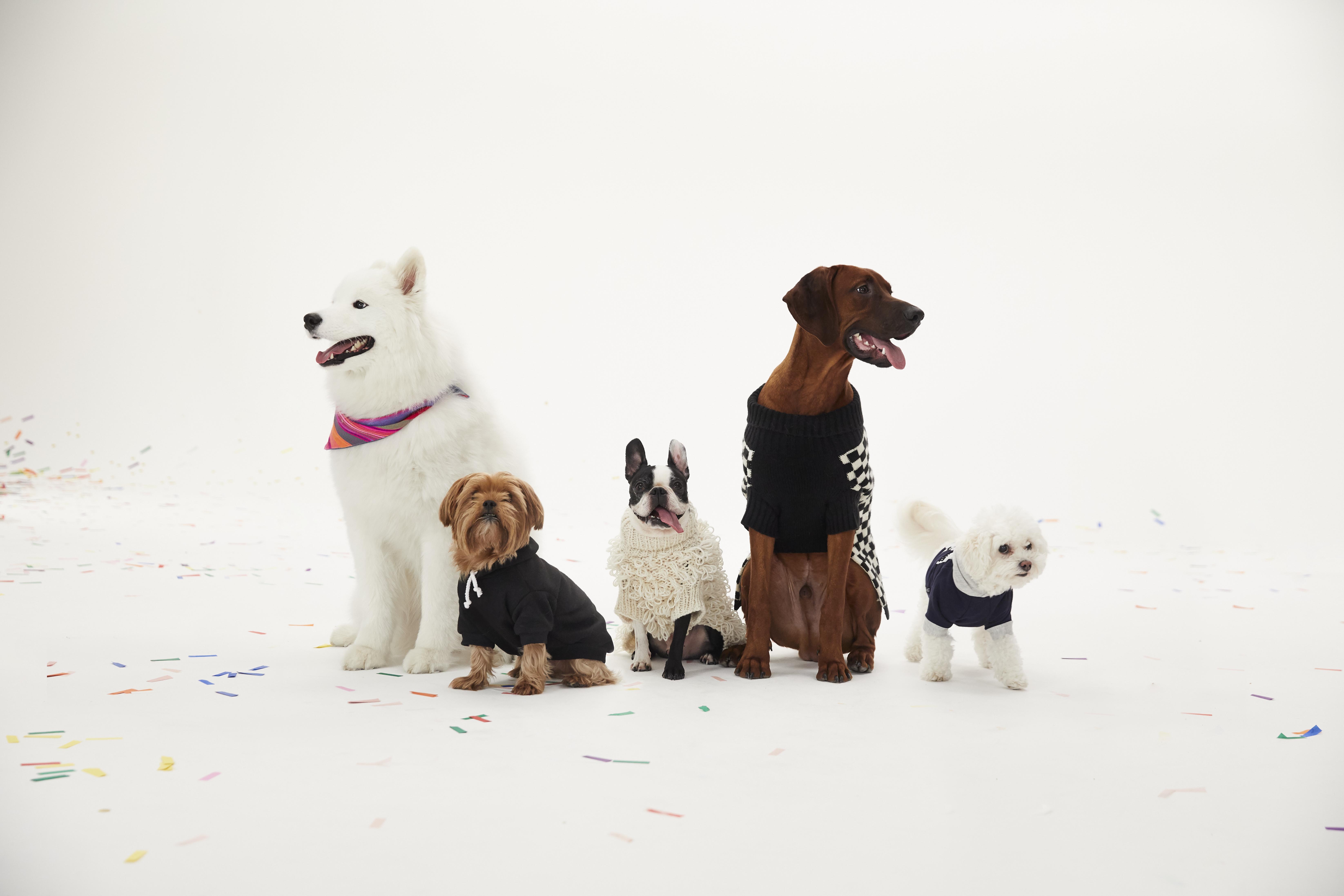 Meet the Rover Office Dogs Featured in Nordstrom's Year of the Dog ...