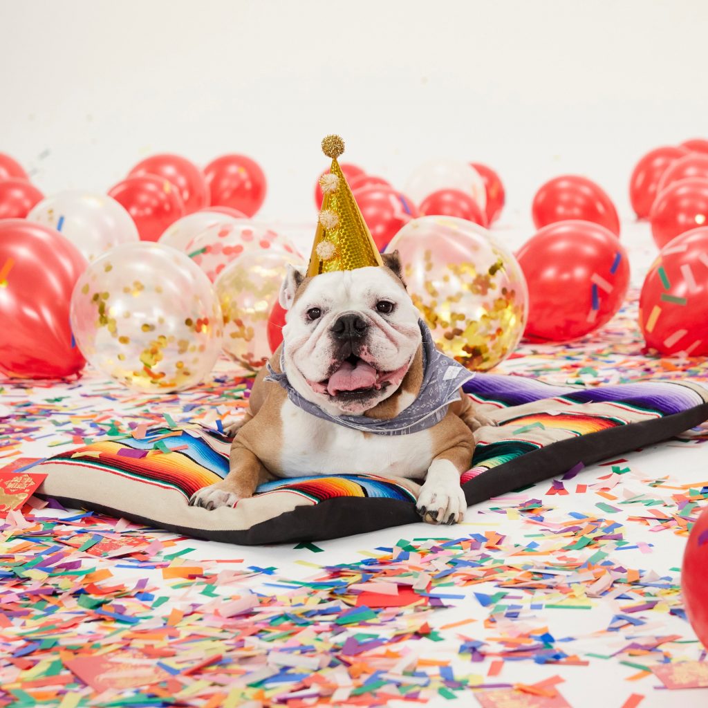Meet the Rover Office Dogs Featured in Nordstrom's Year of the Dog ...