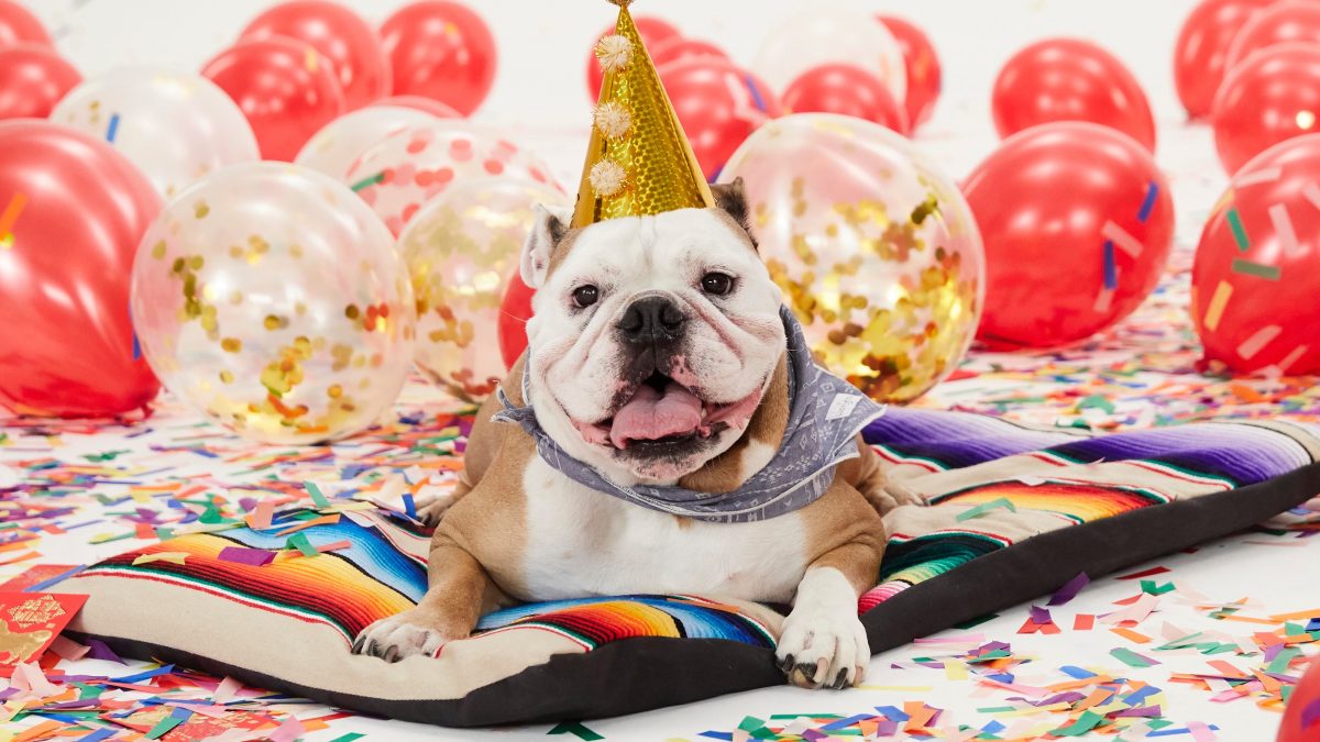 Rover Archives | Page 2 of 3 | The Dog People by Rover.com