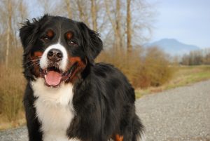 5 Facts Bernese Mountain Dog Lovers Know by Heart | The Dog People by ...
