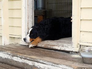 5 Facts Bernese Mountain Dog Lovers Know by Heart | The Dog People by ...