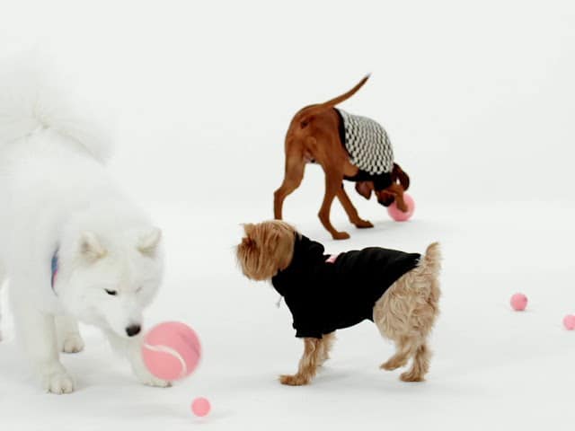 Meet the Rover Office Dogs Featured in Nordstrom's Year of the Dog ...