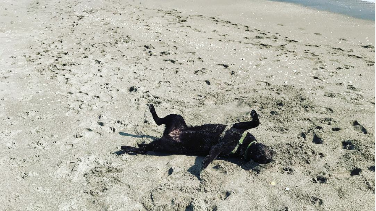 Top Dog Beach in Jupiter, FL: Jupiter Dog Beach | The Rover Blog