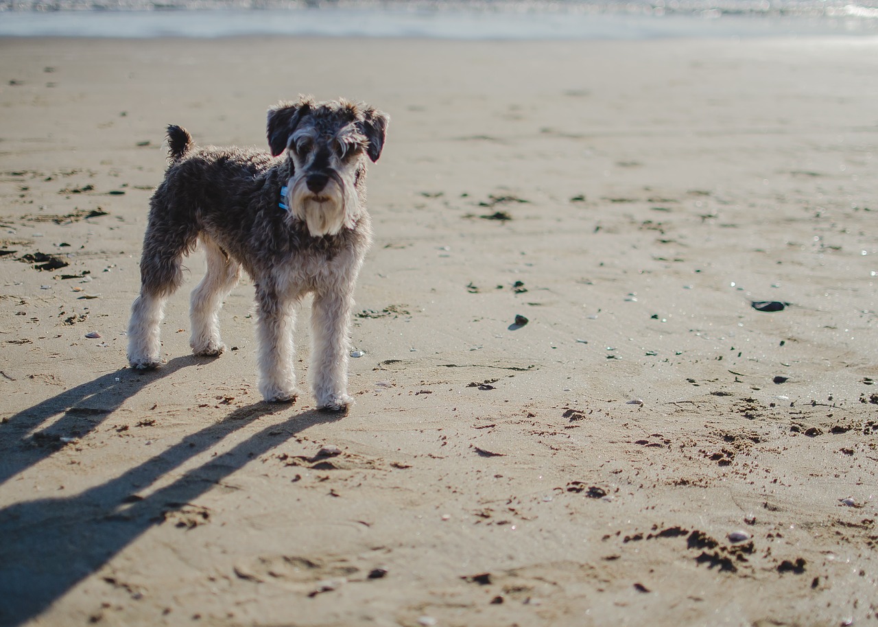Top 4 Dog Beaches in Carlsbad | The Dog People by Rover.com