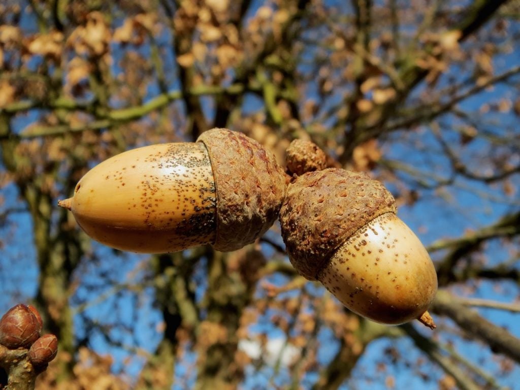 Can My Dog Eat Tree Nuts? | The Rover Blog
