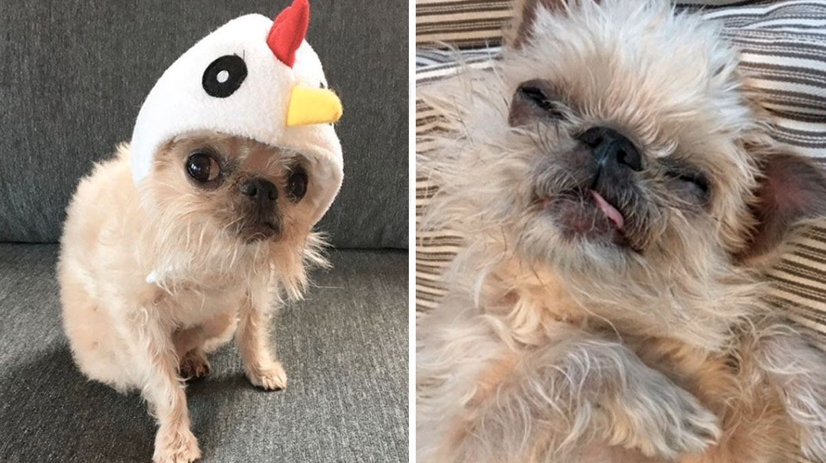 Do Dogs Like Chicken