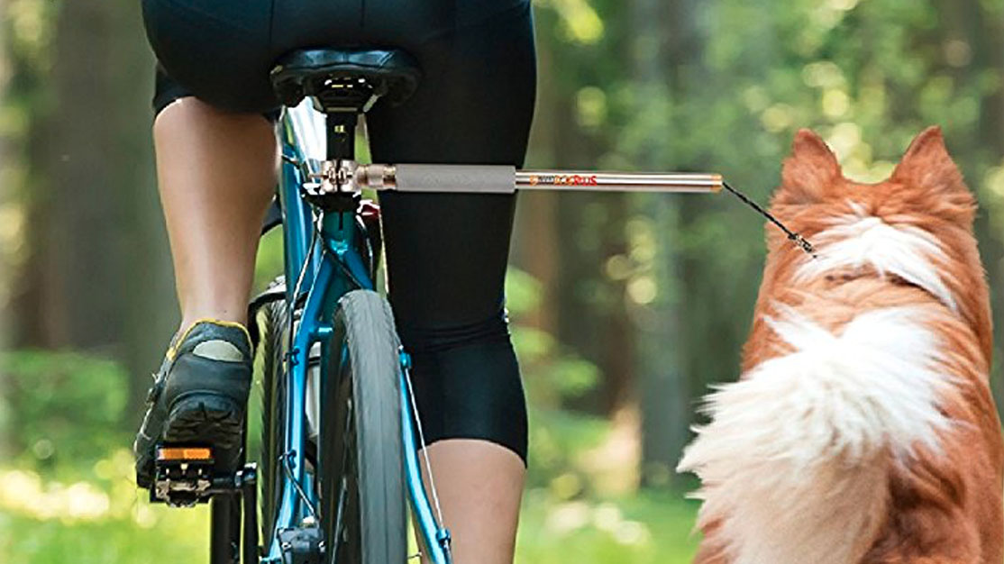 6 Great Games and Activities for High-Energy Dogs | Rover.com