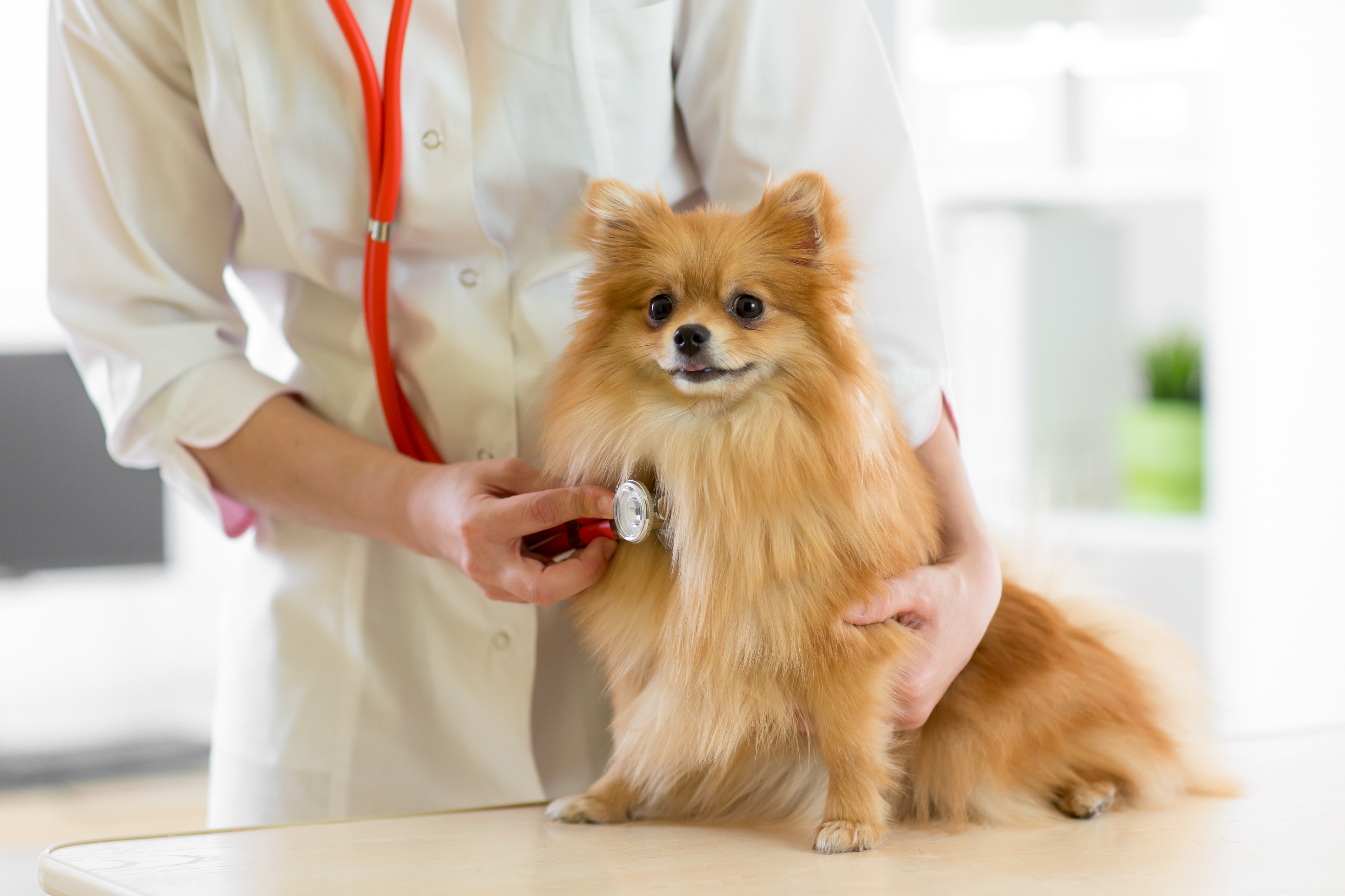 How Long Can A Dog Live With Stage 4 Heart Failure