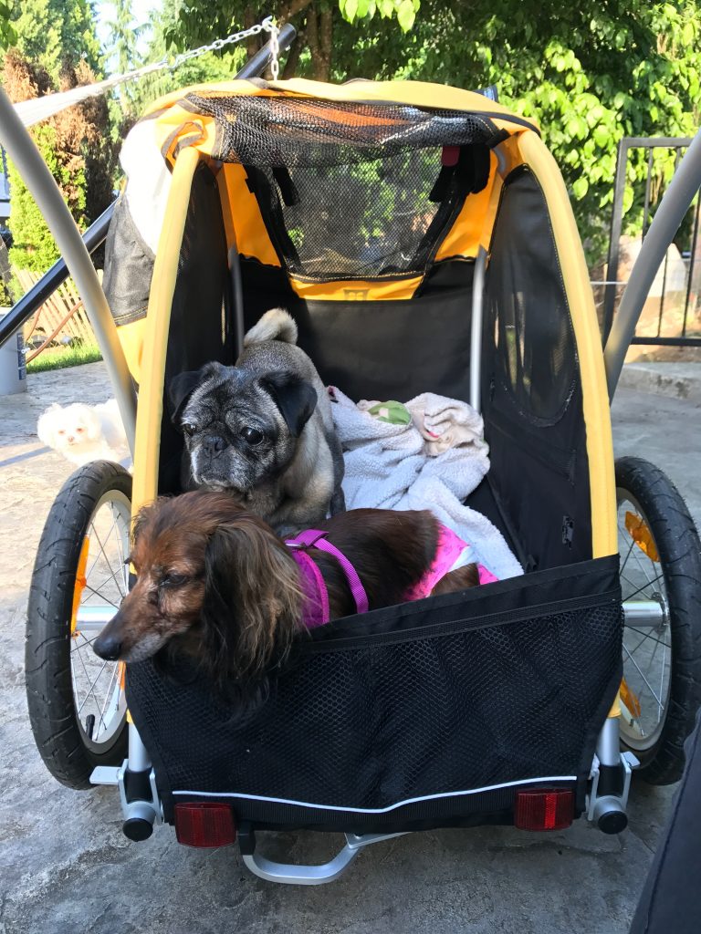 This Primo Dog Bike Trailer Will Keep You Adventuring All Summer Long ...