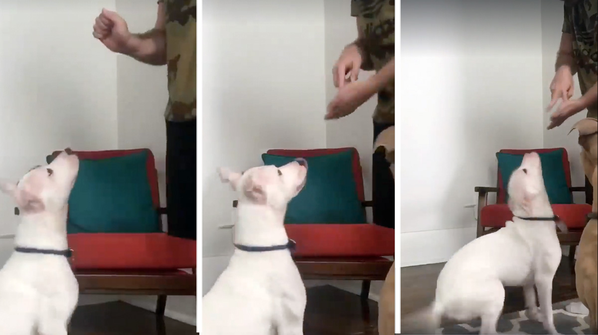 What Is The Sign For Sit For Dogs