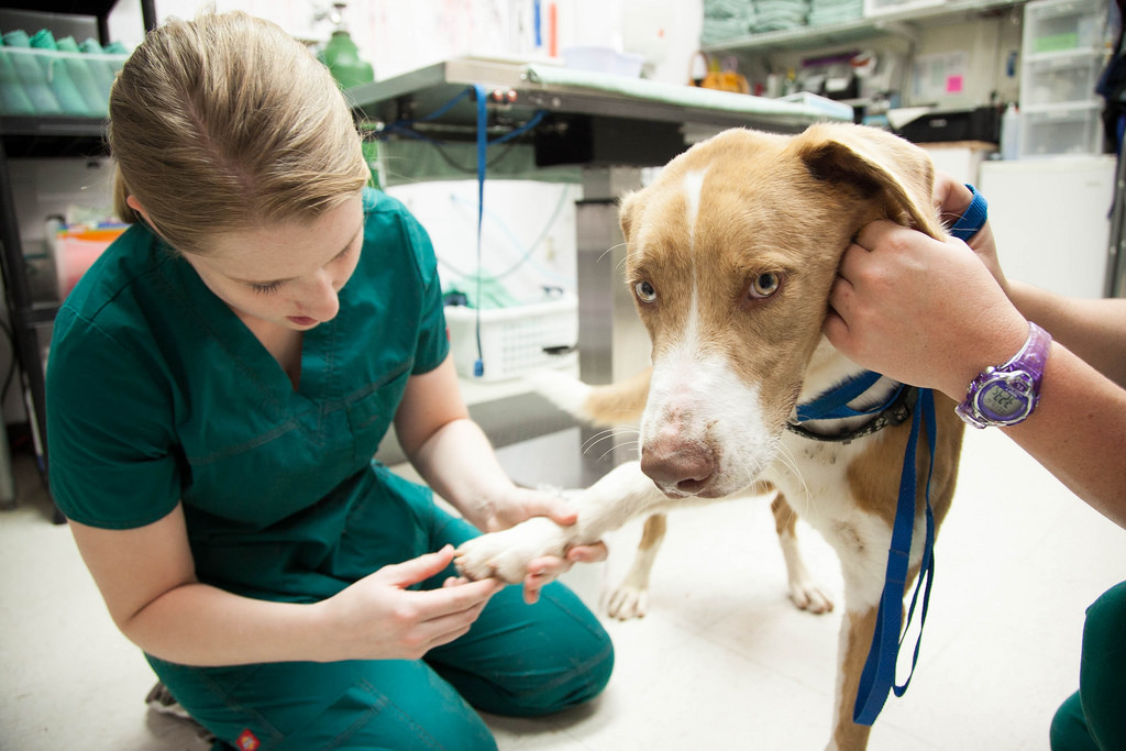 How Often Should I Take My Dog to the Vet? | The Dog People by Rover.com