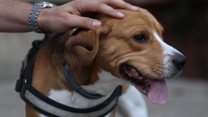 13 Things Only True Beagle Lovers Understand